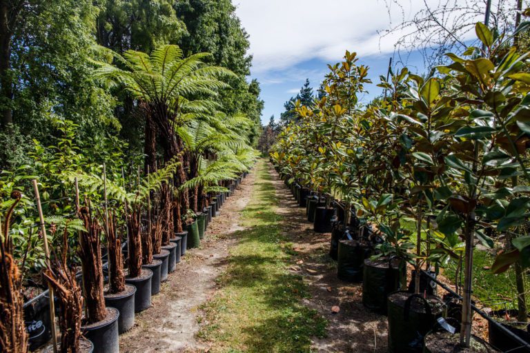 Kiwiflora Nurseries - Christchurch Nursery Growing Plants, Shrubs & Trees