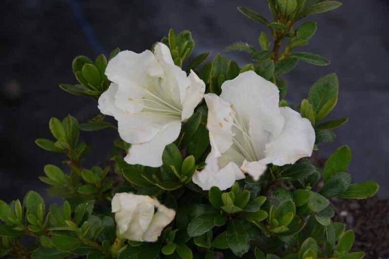 Azalea 'Gumpo White' - Kiwiflora Nurseries