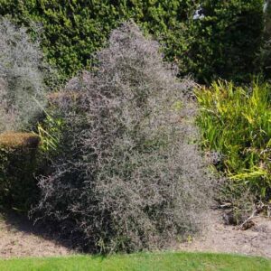 Native Trees & Native Plants for sale - Page 3 of 12 - Kiwiflora Nurseries