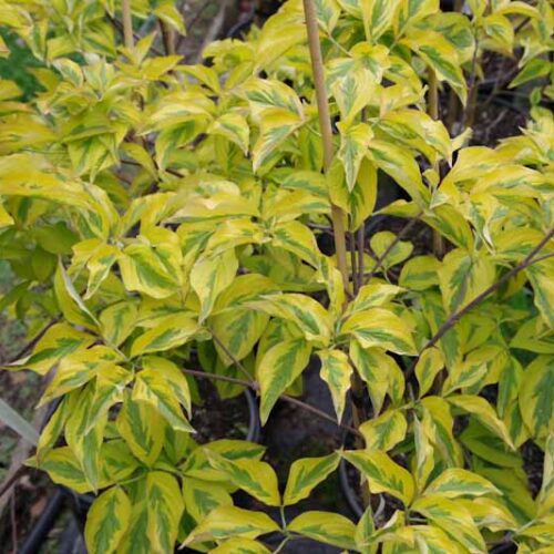 Trees for sale - Page 4 of 16 - Kiwiflora Nurseries