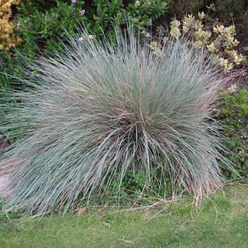 Native Trees & Native Plants for sale - Page 5 of 12 - Kiwiflora Nurseries