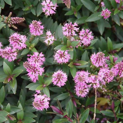 Native Trees & Native Plants for sale - Page 5 of 11 - Kiwiflora Nurseries