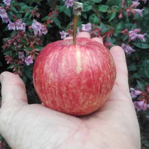 Fruit and Nuts Archives - Kiwiflora Nurseries