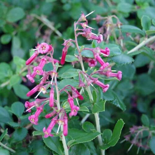 Buxus sempervirens 'Suffruticosa' - Kiwiflora Nurseries