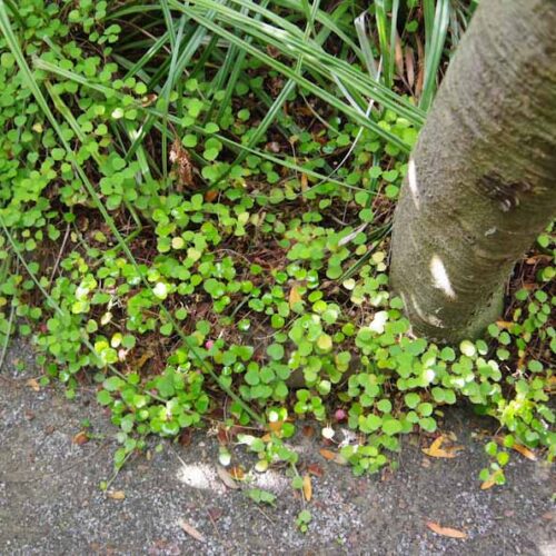 Natives Archives - Page 5 of 13 - Kiwiflora Nurseries