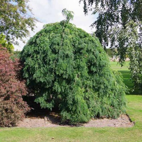 Pseudopanax 'Cyril Watson' - Kiwiflora Nurseries