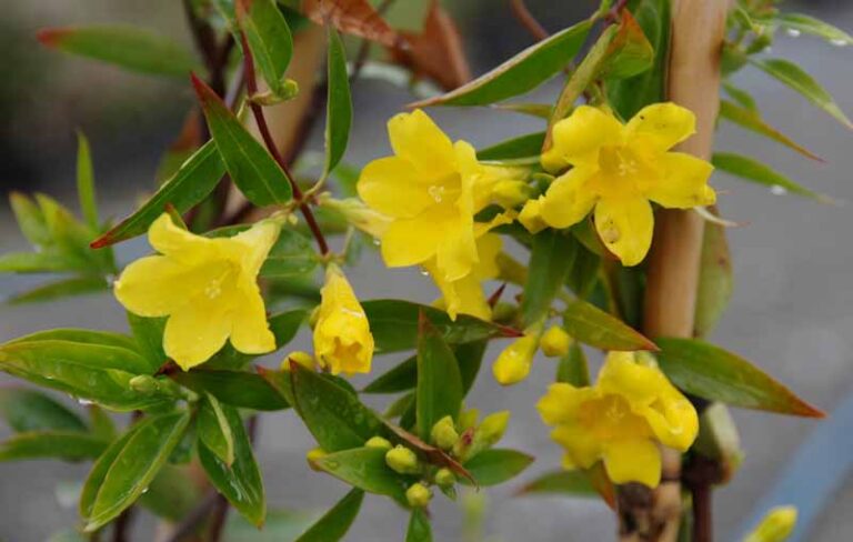 Gelsemium sempervirens - Kiwiflora Nurseries