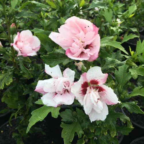 Hibiscus syriacus 'Blushing Bride' - Kiwiflora Nurseries