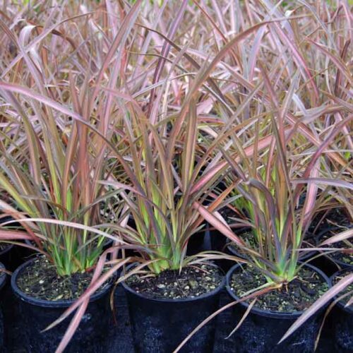 Phormium 'Sweet Mist' PVR - Kiwiflora Nurseries