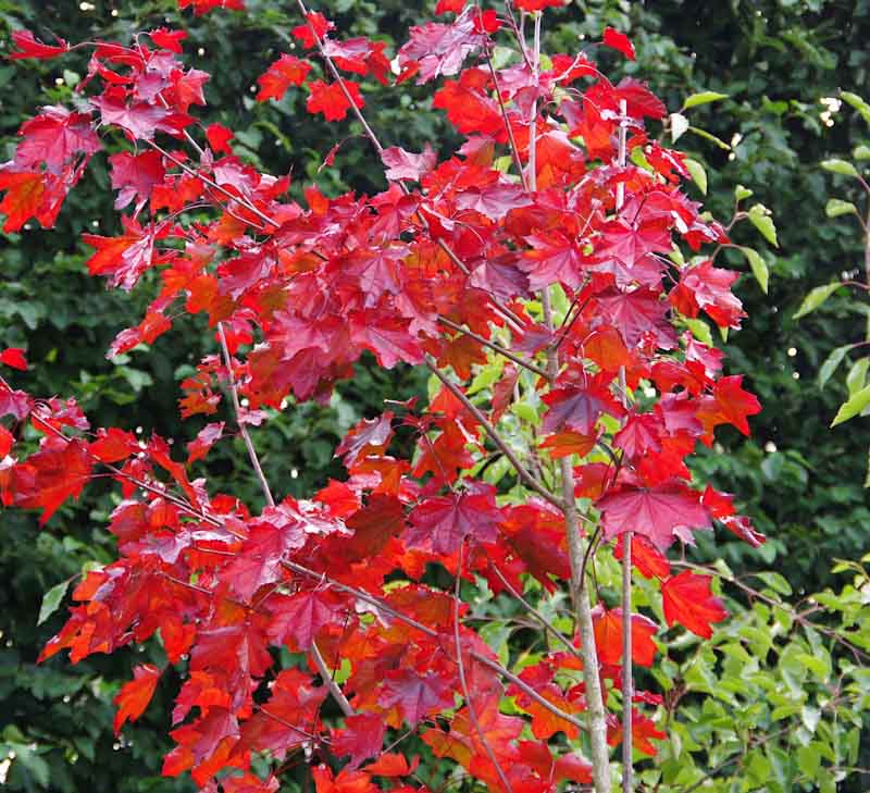 Acer platanoides 'Nigrum' - Kiwiflora Nurseries