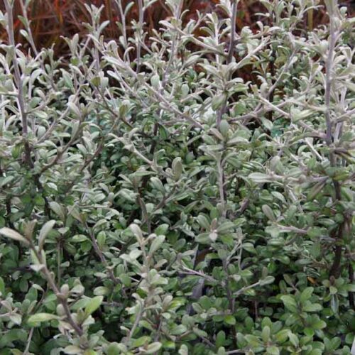 Hedging plants nz for sale - Page 4 of 10 - Kiwiflora Nurseries