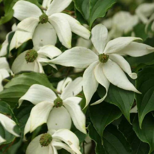 Trees for sale - Page 4 of 18 - Kiwiflora Nurseries