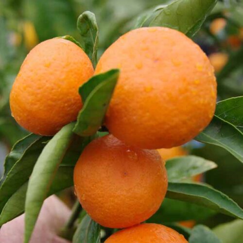 Citrus trees for sale - Kiwiflora Nurseries