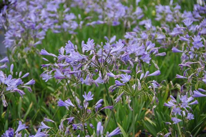 Agapanthus 'Peter Pan' - Kiwiflora Nurseries
