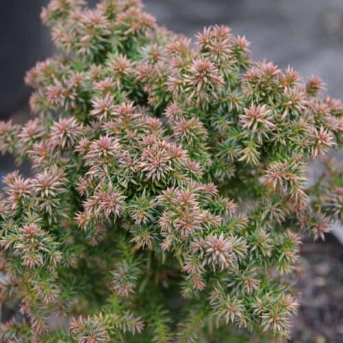 Conifers for sale - Kiwiflora Nurseries