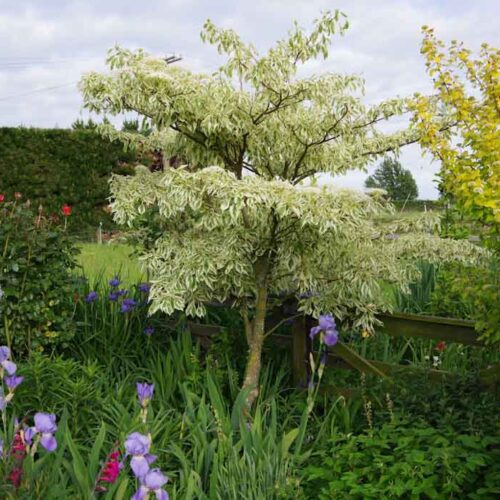 Trees for sale - Page 5 of 18 - Kiwiflora Nurseries