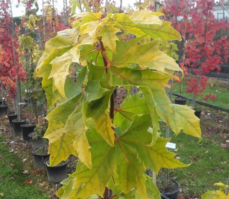 Acer 'Princeton Gold' - Kiwiflora Nurseries