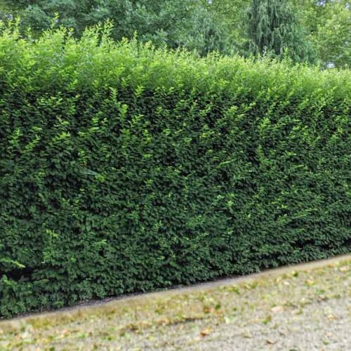 Amelanchier canadensis - Kiwiflora Nurseries