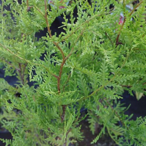 Conifers for sale - Page 2 of 3 - Kiwiflora Nurseries