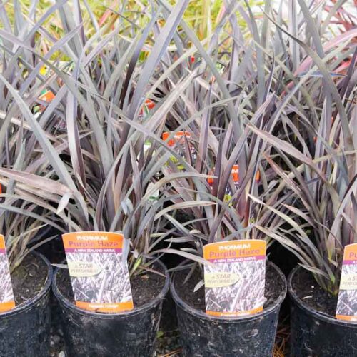 Grass, Flax and Sedges for sale - Page 3 of 4 - Kiwiflora Nurseries