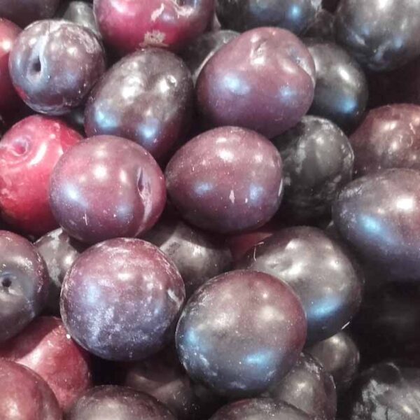 Fruit trees for sale nz - Page 7 of 7 - Kiwiflora Nurseries