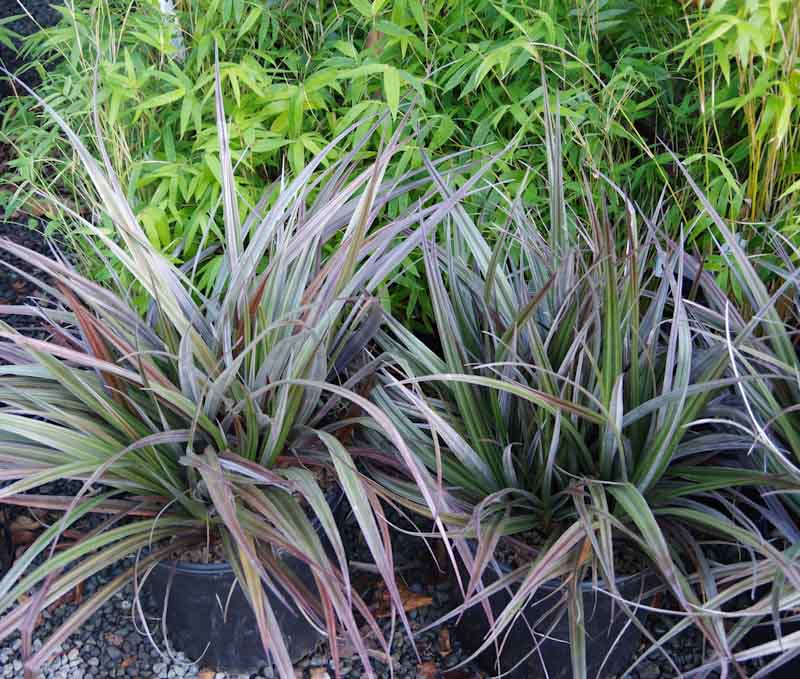 Astelia 'Red Devil' - Kiwiflora Nurseries