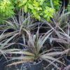 Native Trees & Native Plants for sale - Kiwiflora Nurseries