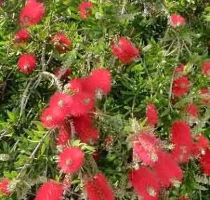Callistemon linearis - Kiwiflora Nurseries