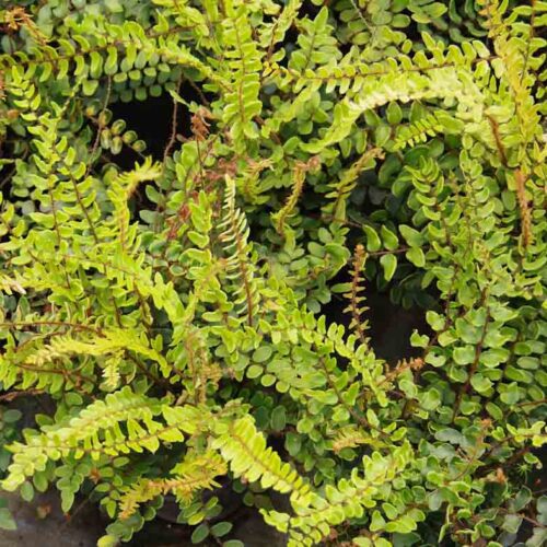 Ferns for sale - Kiwiflora Nurseries