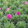 Perennials for sale - Kiwiflora Nurseries