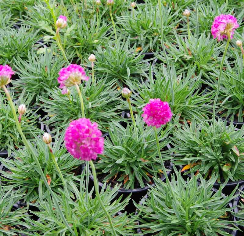 Armeria maritima 'Bees Ruby' - Kiwiflora Nurseries