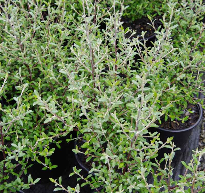 Corokia 'Geentys Ghost' PVR - Kiwiflora Nurseries