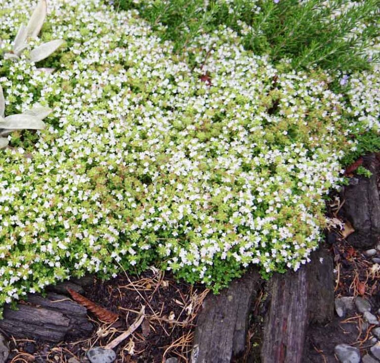 Thyme 'Creeping White' - Kiwiflora Nurseries