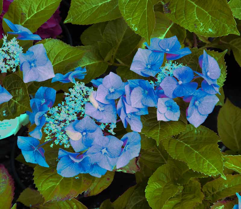 Hydrangea 'Nightingale' - Kiwiflora Nurseries