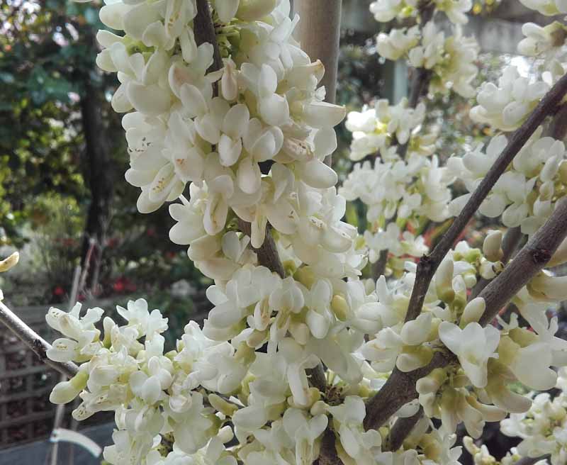 Cercis 'Spring Snow' - Kiwiflora Nurseries