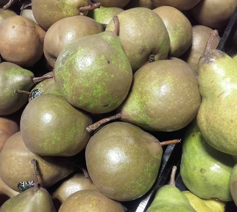 Pear 'Winter Nelis' - Kiwiflora Nurseries