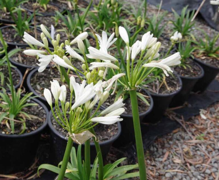 Agapanthus 'Finn' PVR - Kiwiflora Nurseries