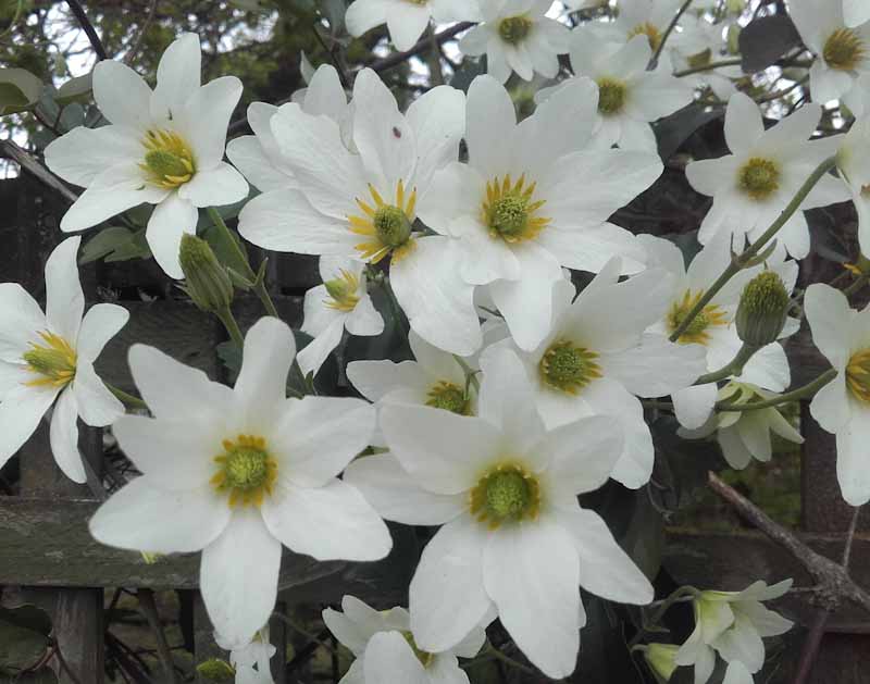 Clematis montana 'Snowflake' - Kiwiflora Nurseries